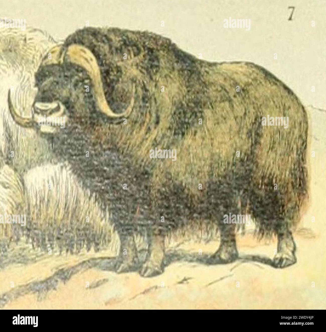 Boeuf musqué hi-res stock photography and images - Alamy