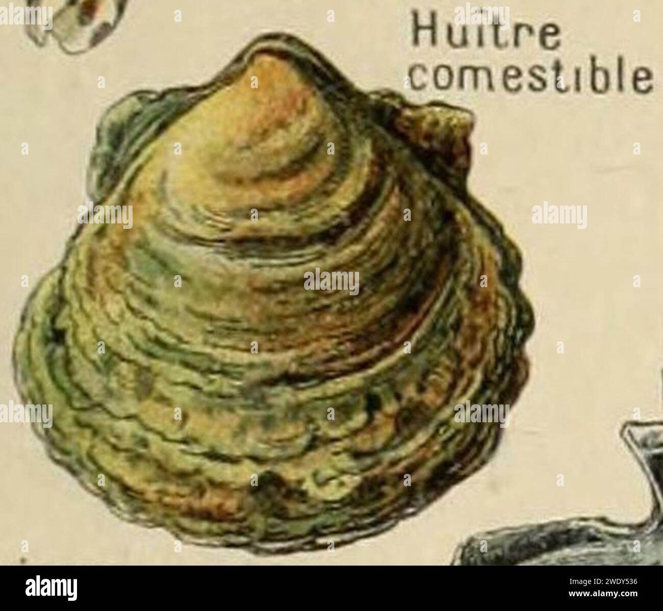 Huître comestible hi-res stock photography and images - Alamy