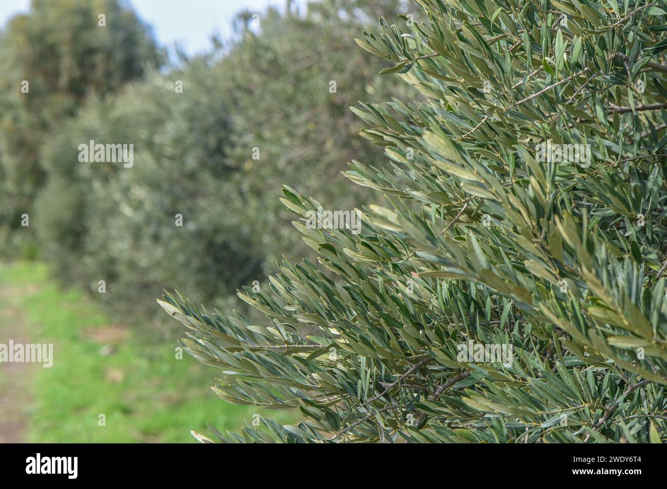 olive trees on the island of Cyprus in winter Stock Photo - Alamy