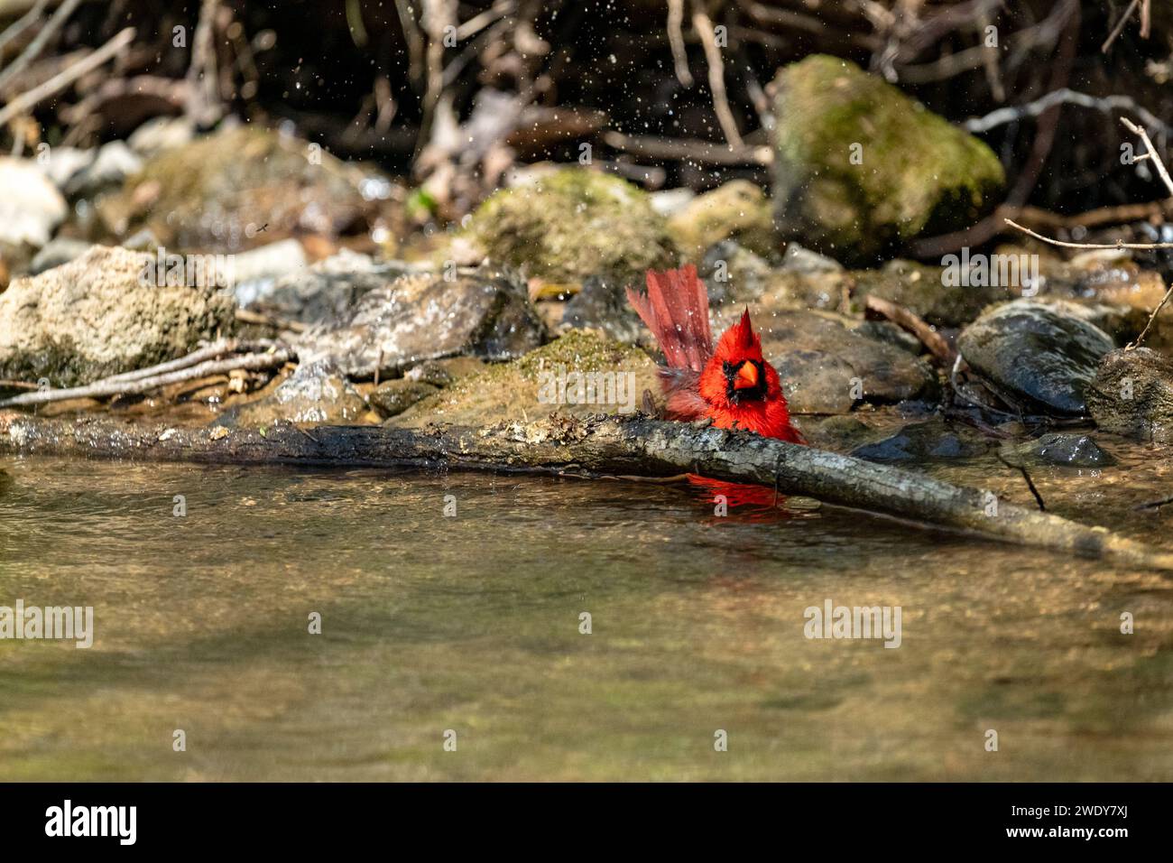 Cardinal sitting in water hi-res stock photography and images - Alamy