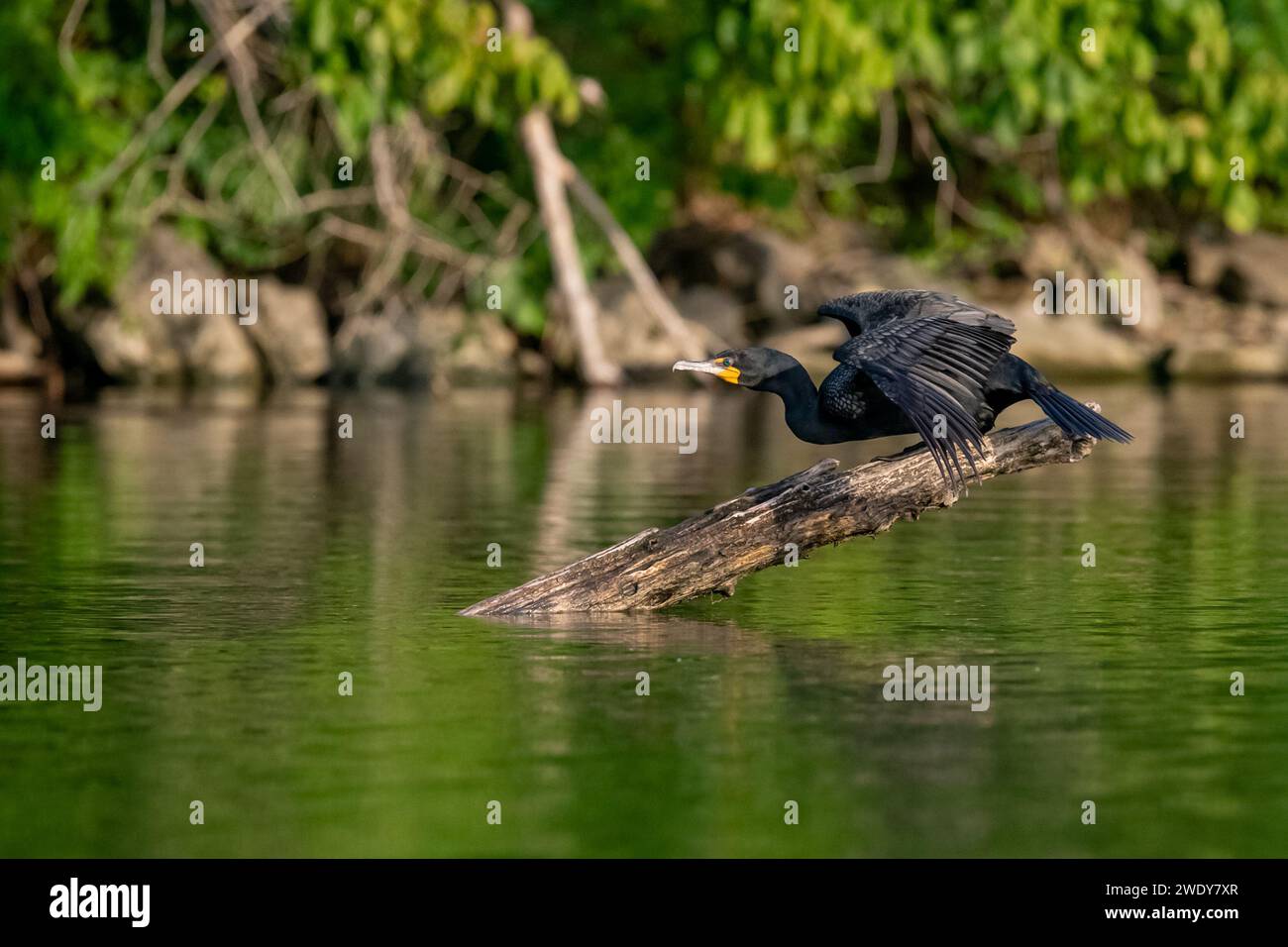 Cormorant in the trees hi-res stock photography and images - Alamy