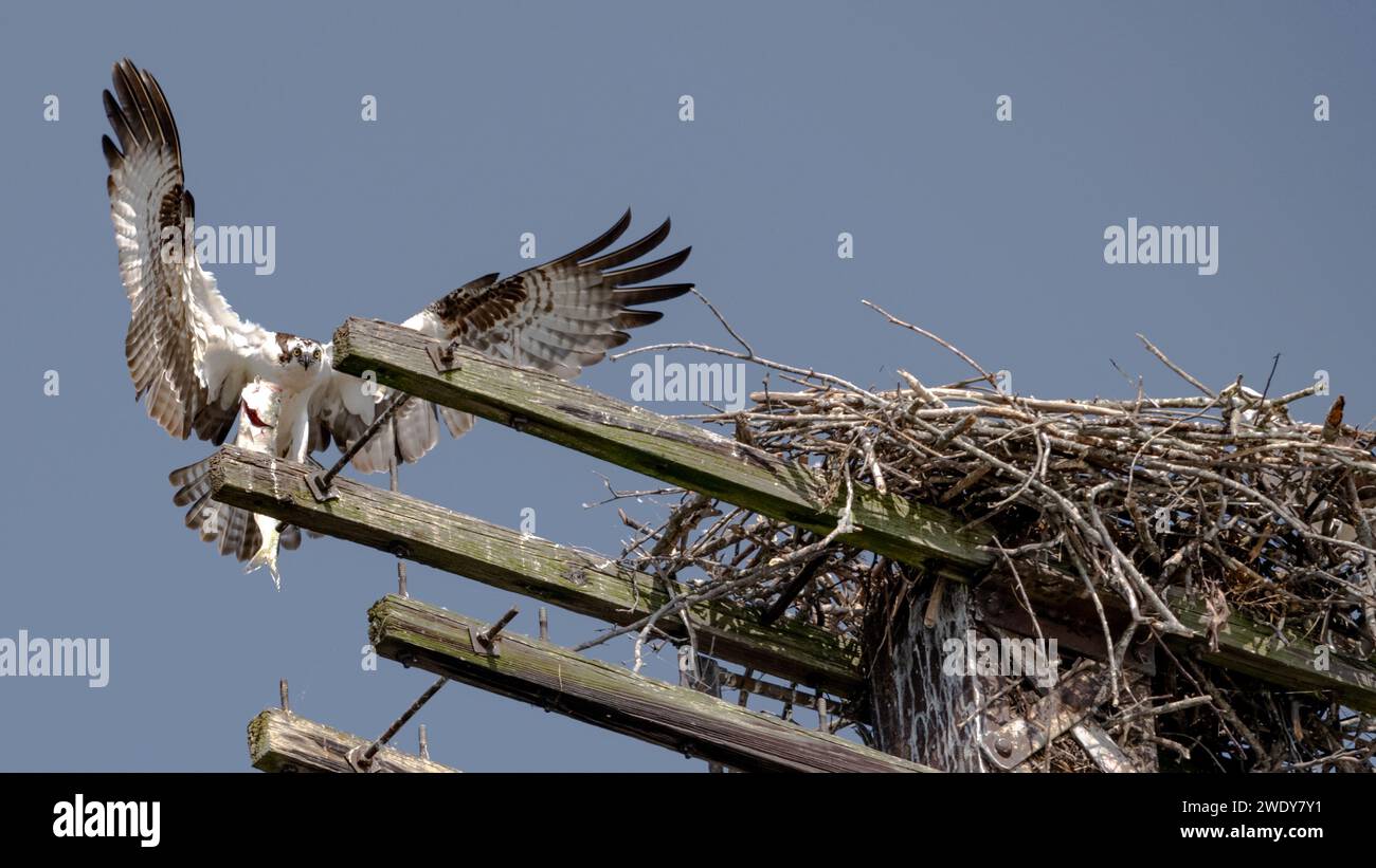 Osprey with glaring eyes hi-res stock photography and images - Alamy