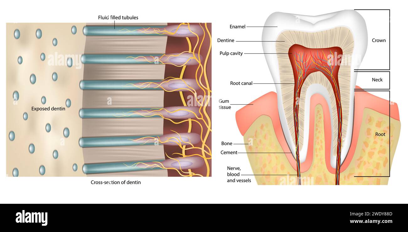 Role Of Dentin at Anna Trotter blog