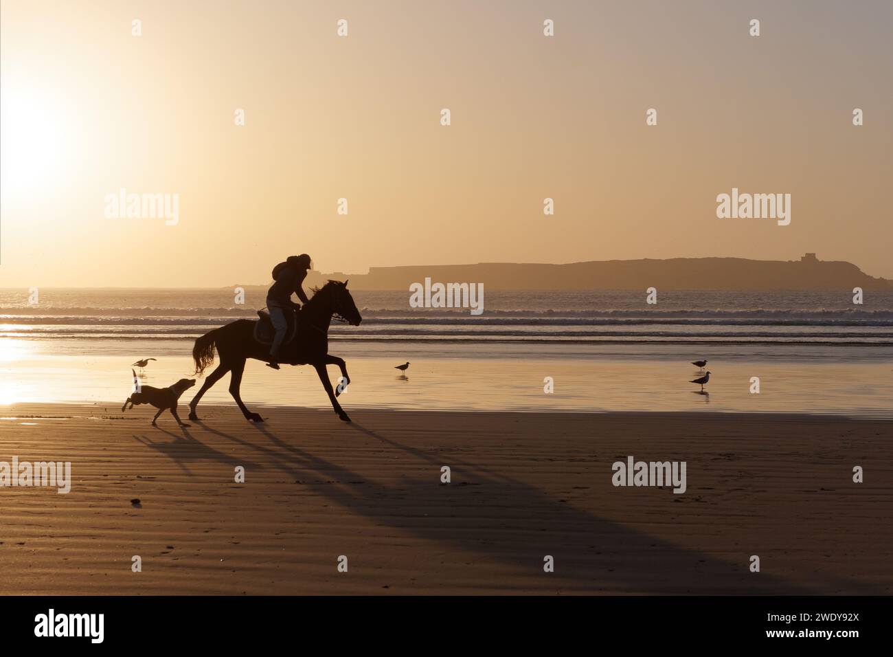 Horse back rider in silhouette at speed with a dog following on the ...