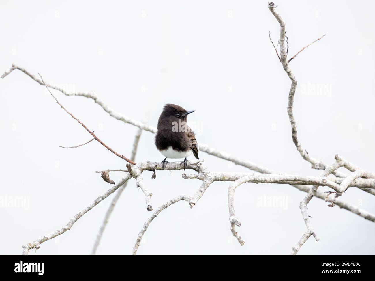 Black Phoebe Hi Key Stock Photo - Alamy