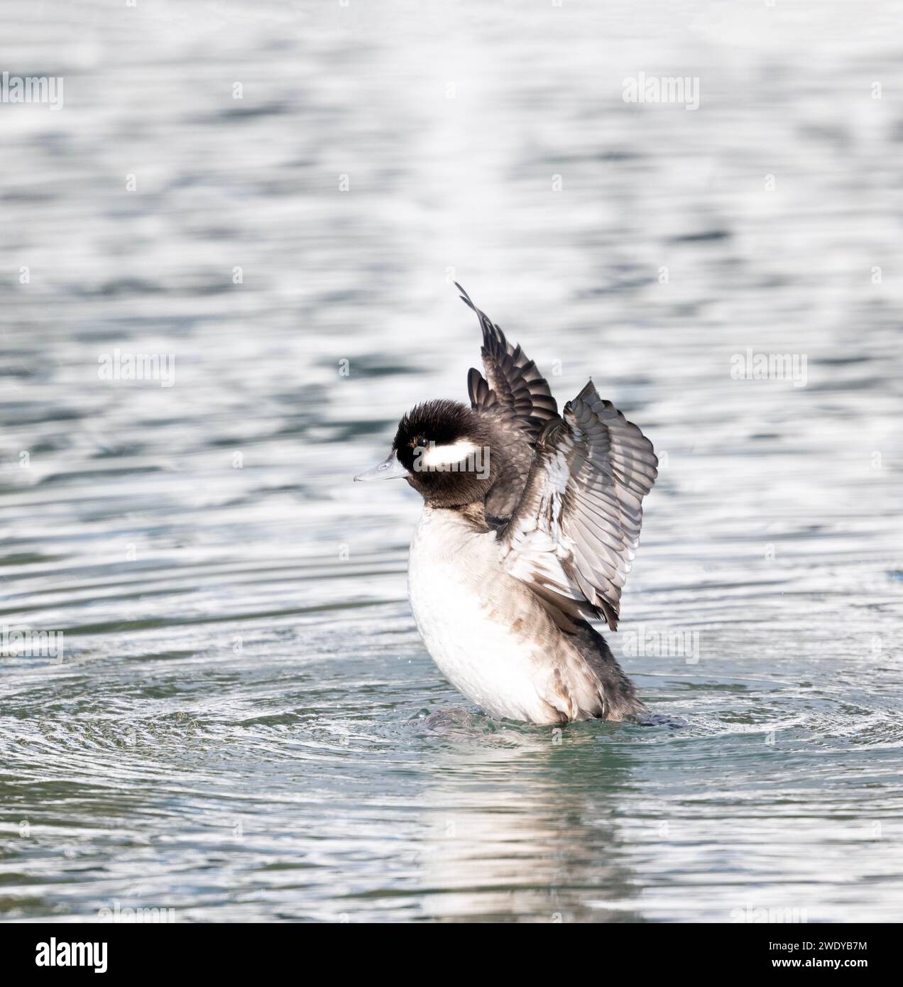Bufflehead Female Flapping Wings Stock Photo - Alamy