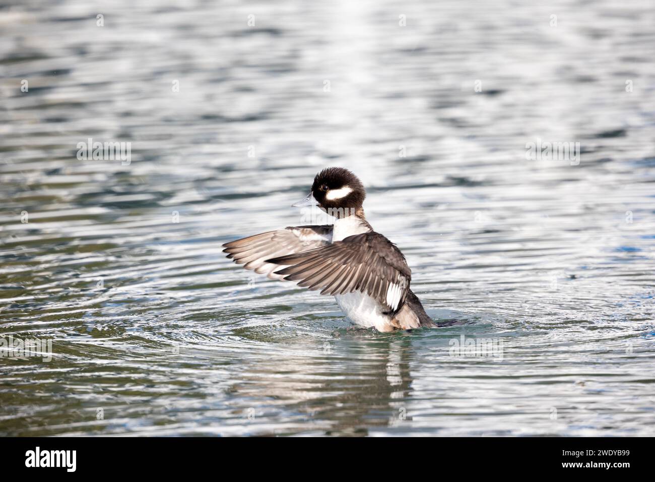 Female flapping wings hi-res stock photography and images - Alamy