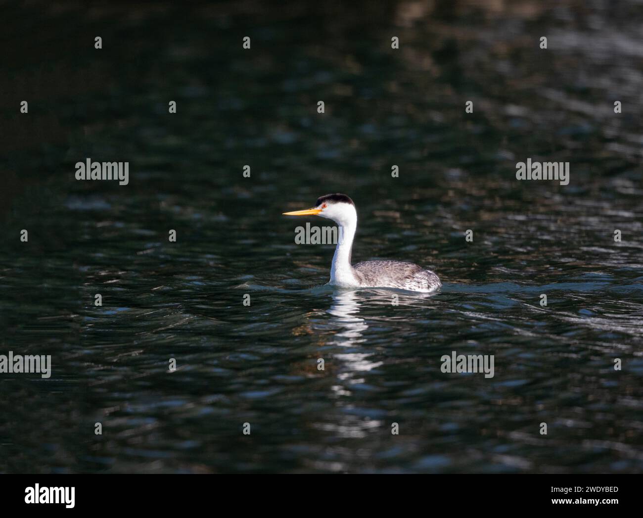 Clark’s grebe hi-res stock photography and images - Alamy