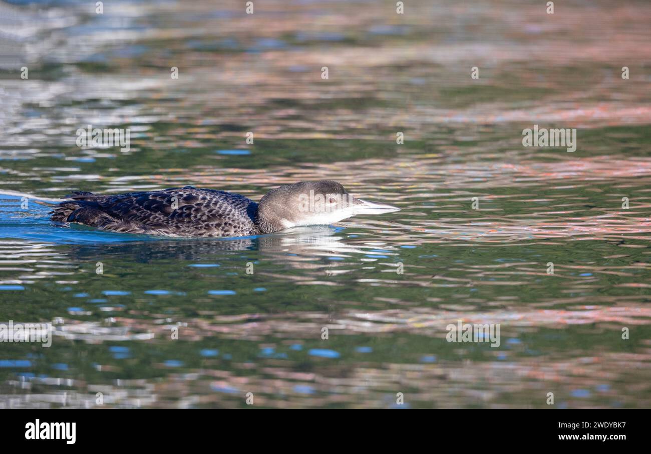 Common Loon Winter Plumage Stock Photo - Alamy