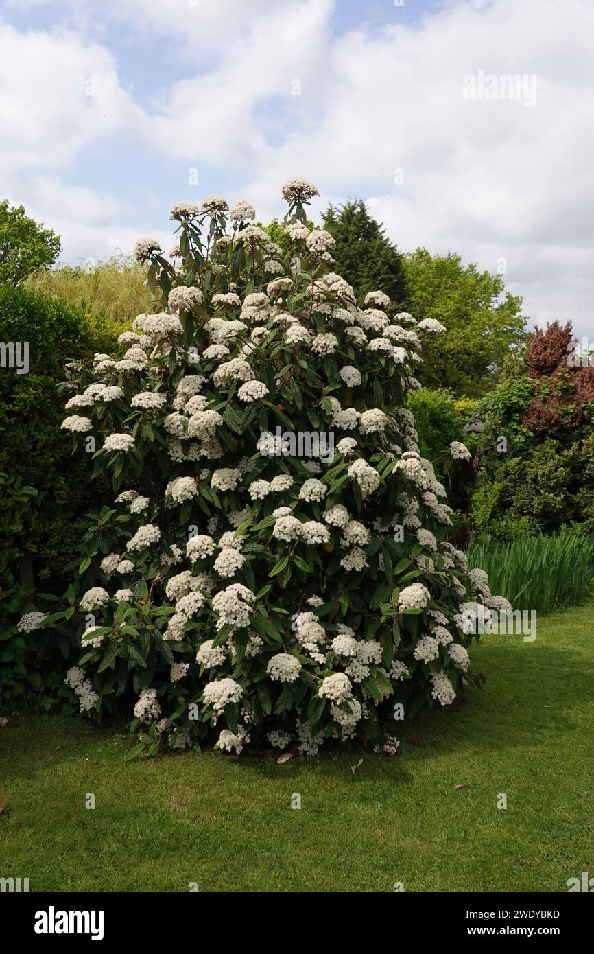 Viburnum rhytidophyllum, the leatherleaf viburnum, a species of ...