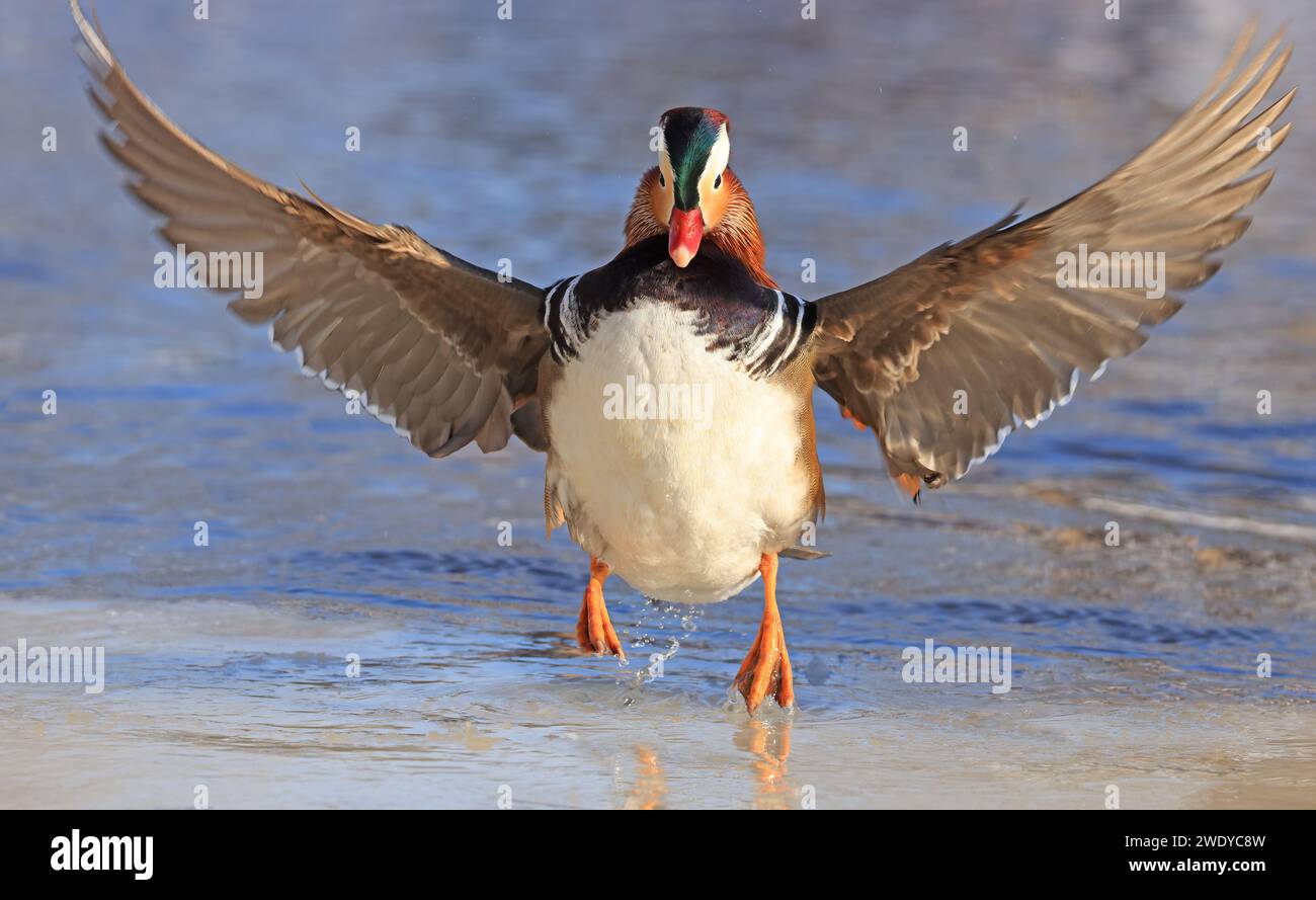 Mandarin duck portrait in winter with nice reflections Stock Photo - Alamy