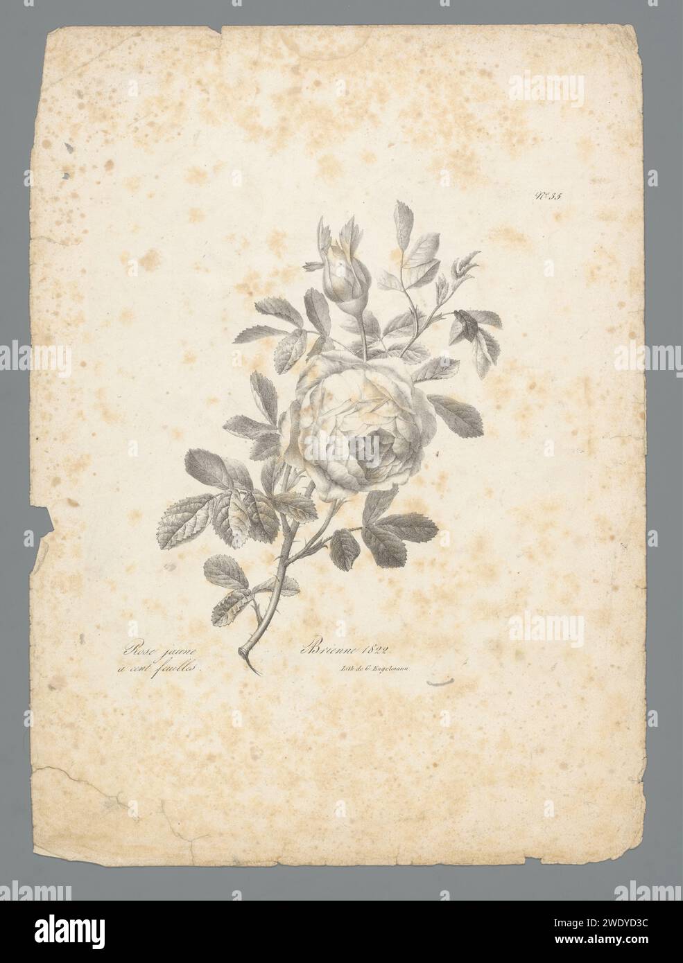 Yellow Koolroos, Auguste Piquet de Brienne, 1822 print Paris paper ...