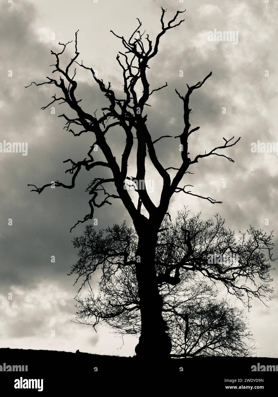 Tree Silhouette and profile Stock Photo - Alamy