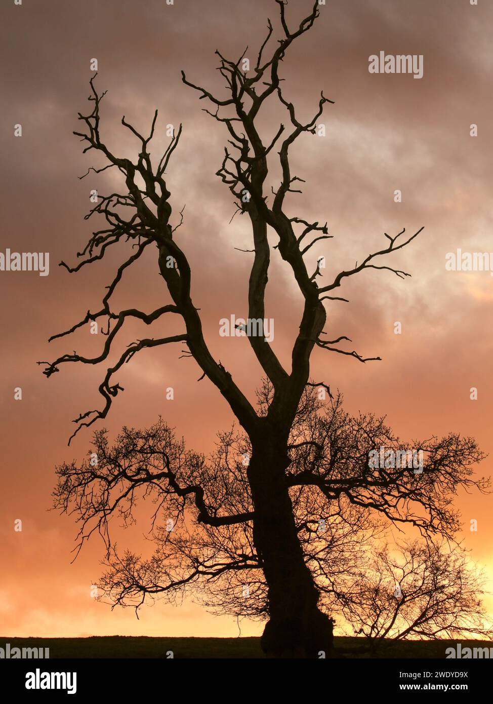 Tree Silhouette and profile Stock Photo - Alamy