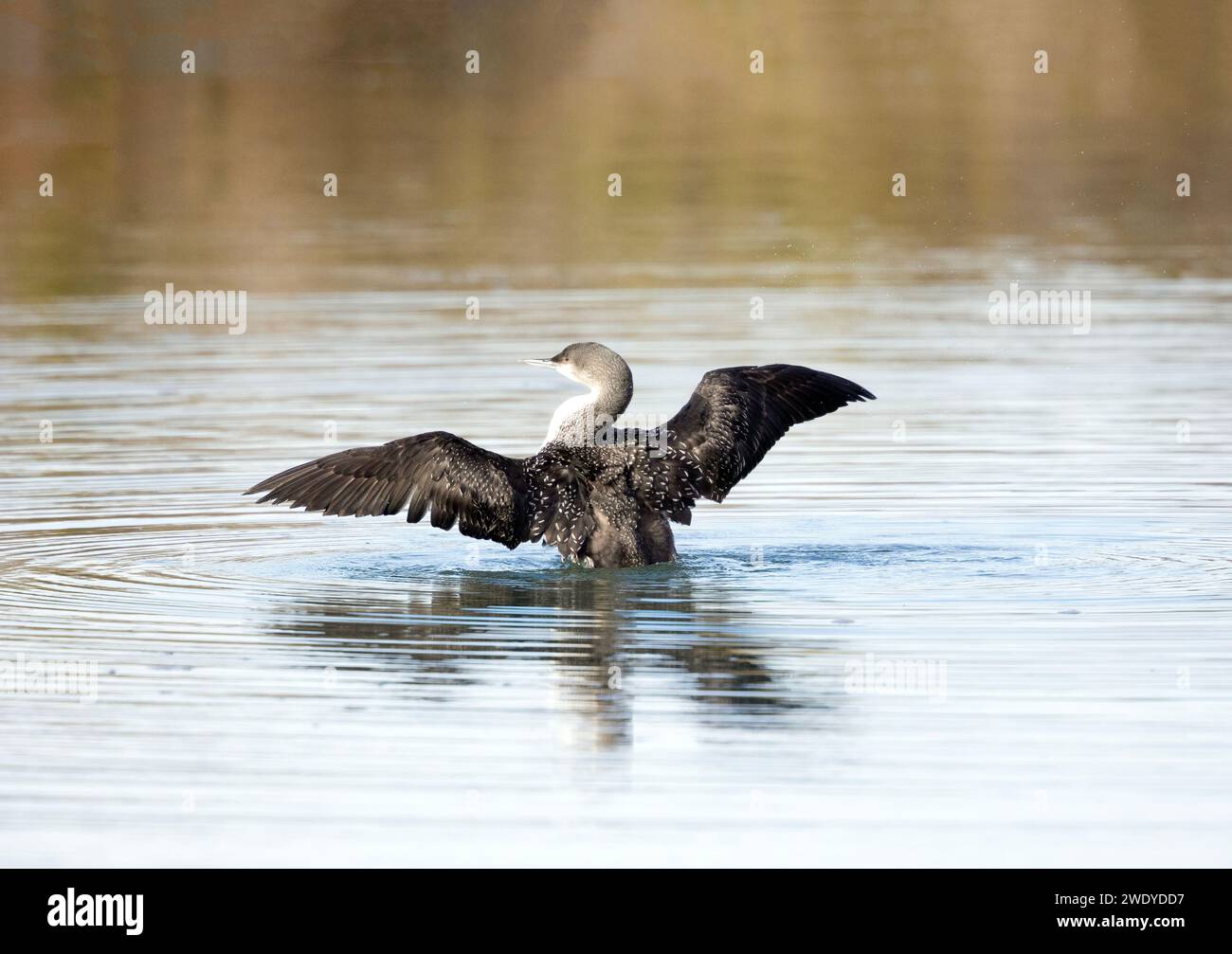 Red throated loon hi-res stock photography and images - Alamy