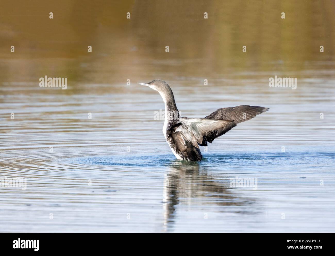 Red throated Loon Flapping Wings Stock Photo - Alamy