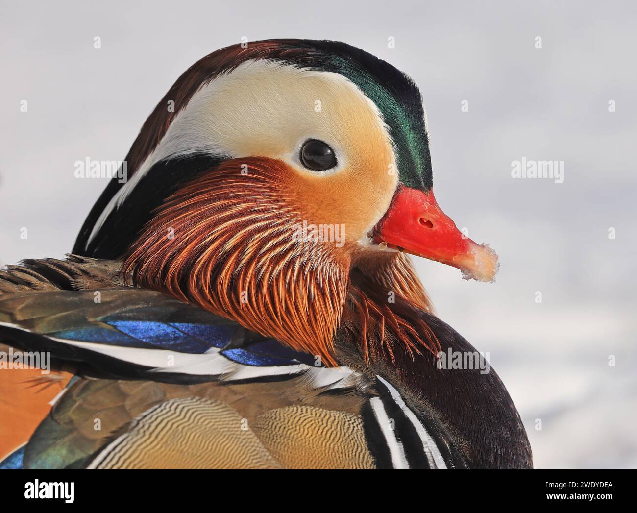 Mandarin duck portrait in winter, Quebec, Canada Stock Photo - Alamy