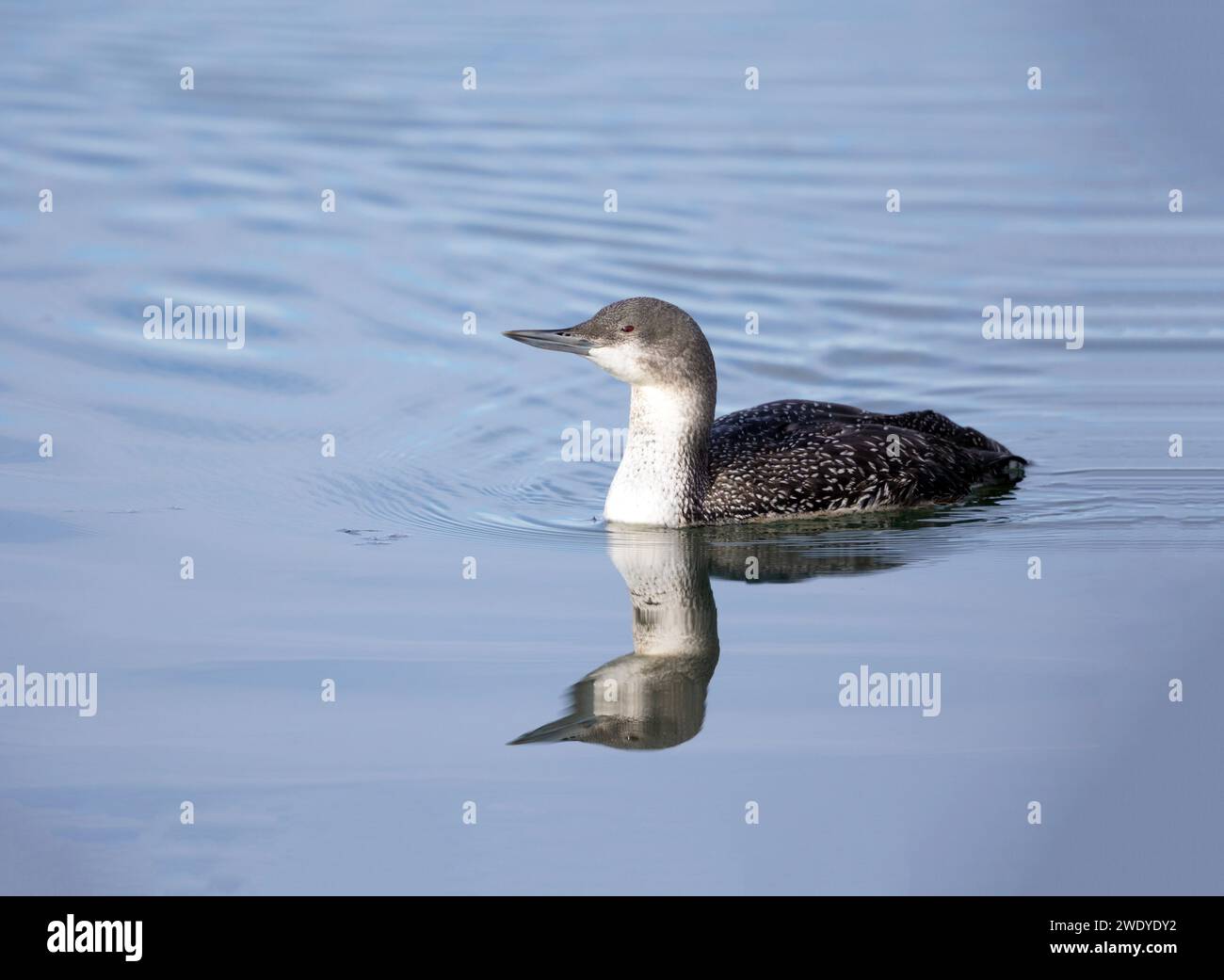 Red throated Loon Winter Plumage Stock Photo - Alamy
