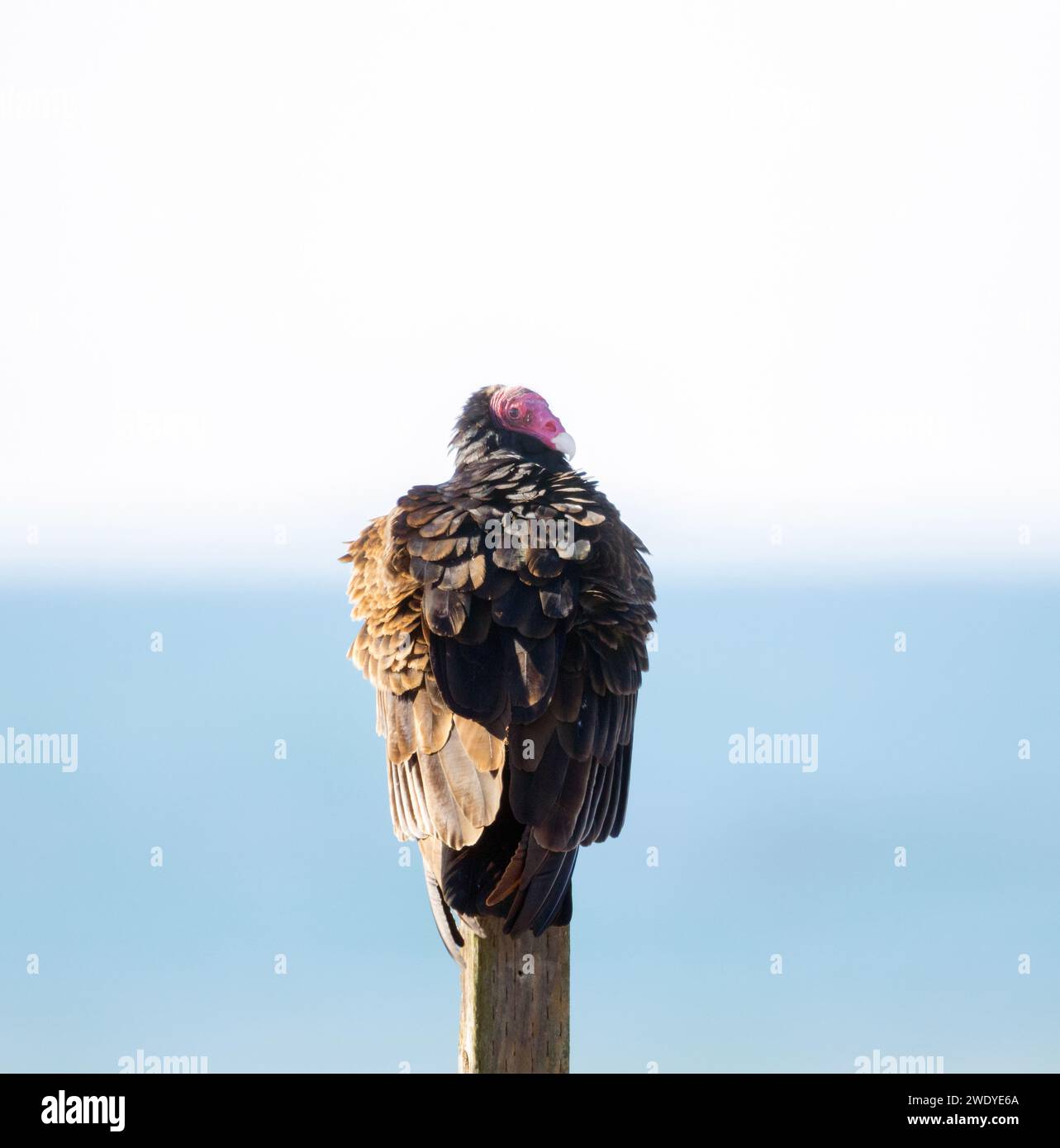 Turkey Vulture Perched Looking back over shoulder Stock Photo - Alamy