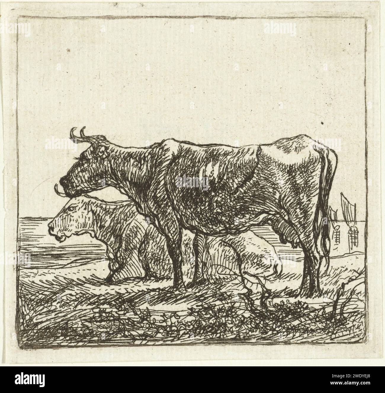 Two cows on riverbank, Aelbert Cuyp, 1630 - 1691 print paper etching ...