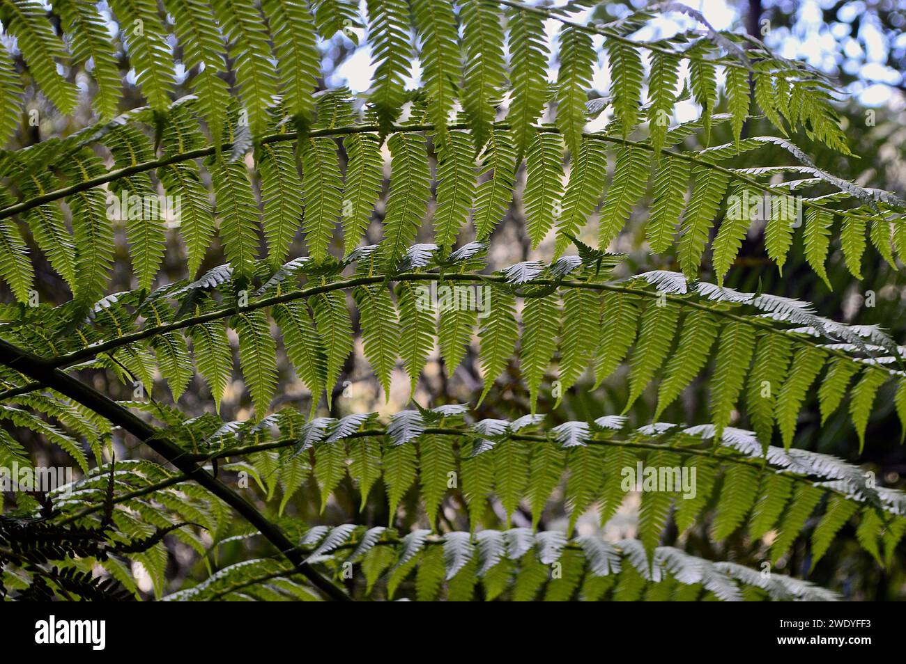 A Close-up of Fern tree fronds in the forest of the Blue Mountains west ...