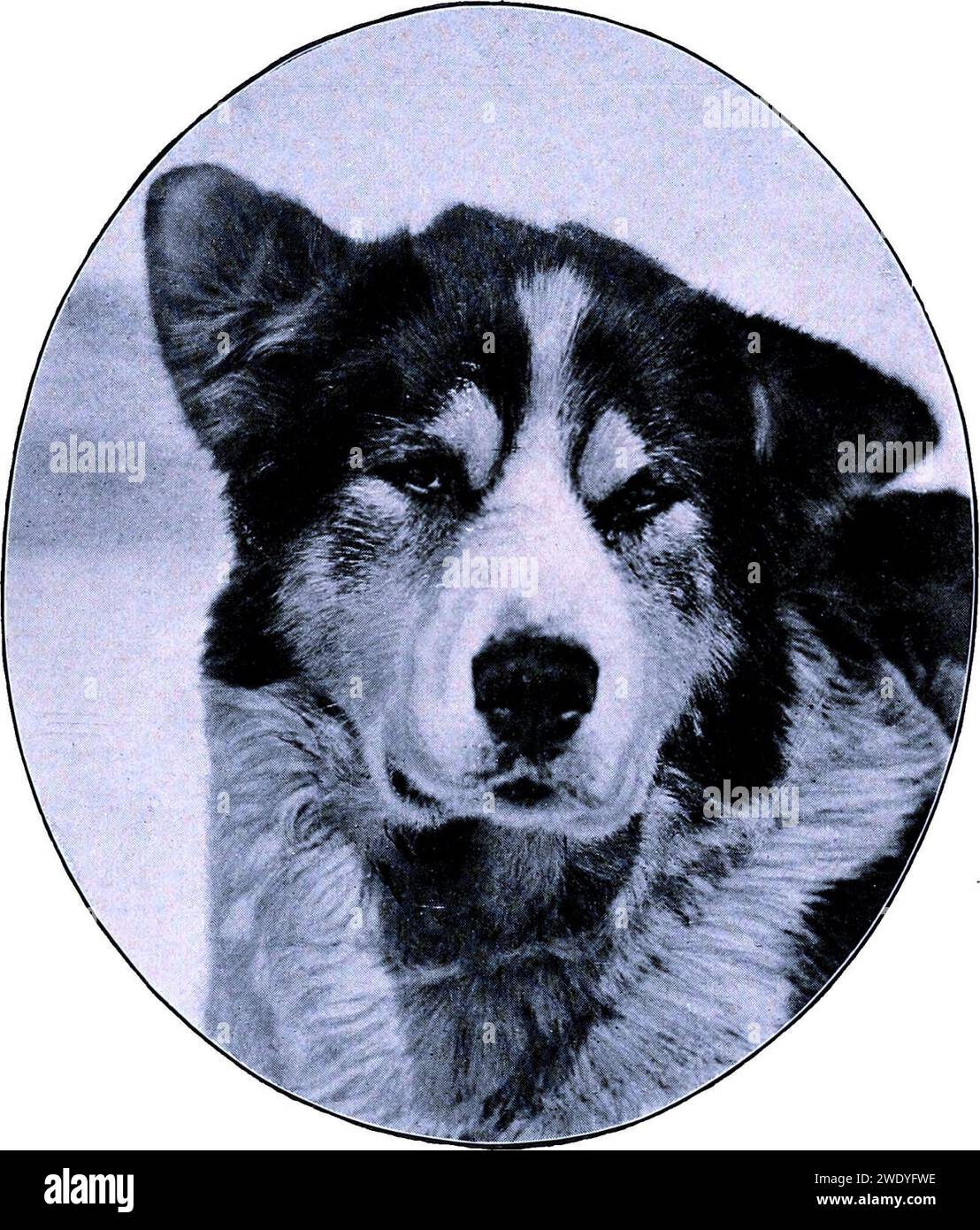 Adrift on an Ice-Pan (1909), 30p Stock Photo - Alamy