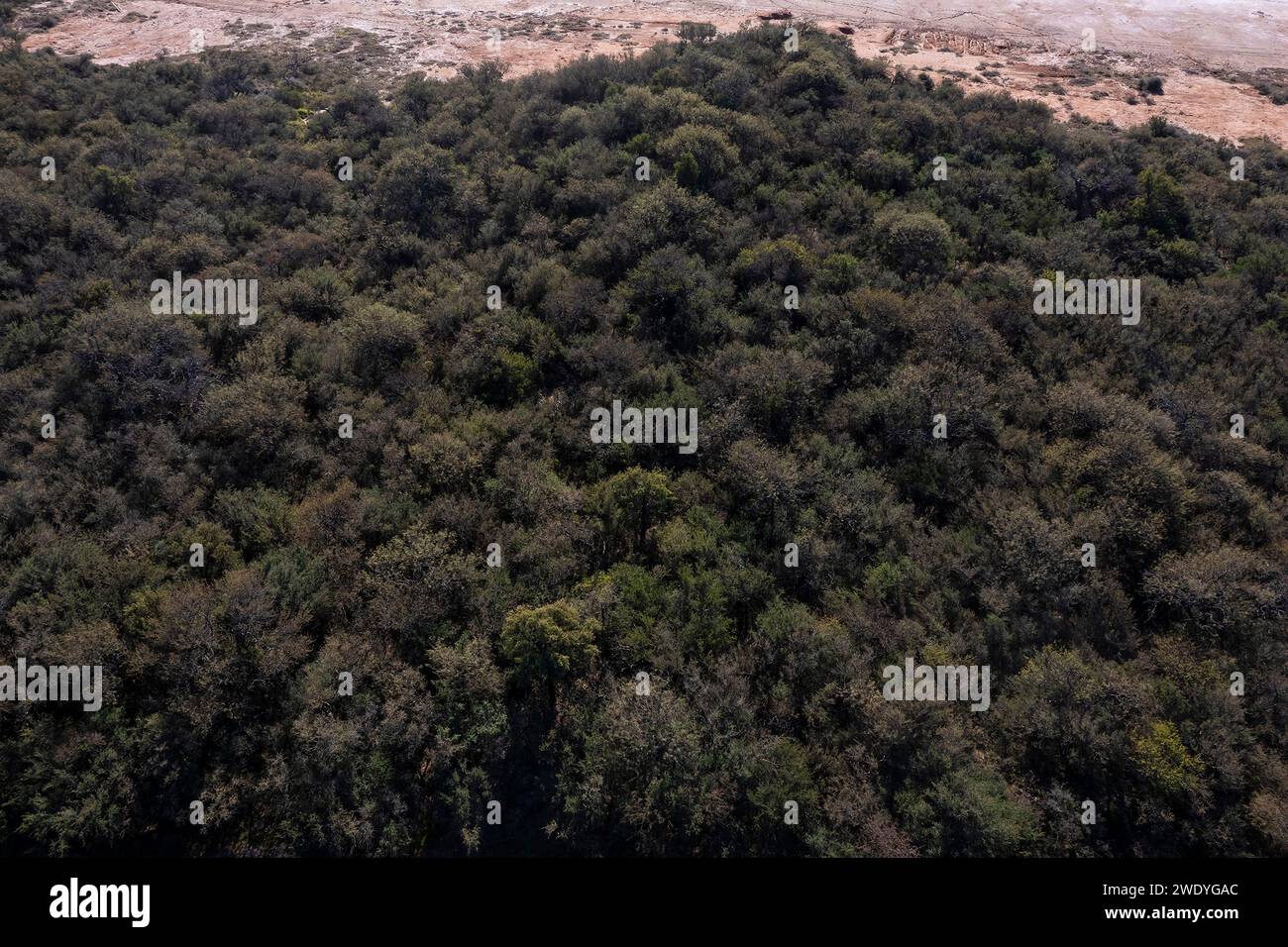 Pampas forest, Calden tree, Prosopis Caldenia, endemic species in La ...