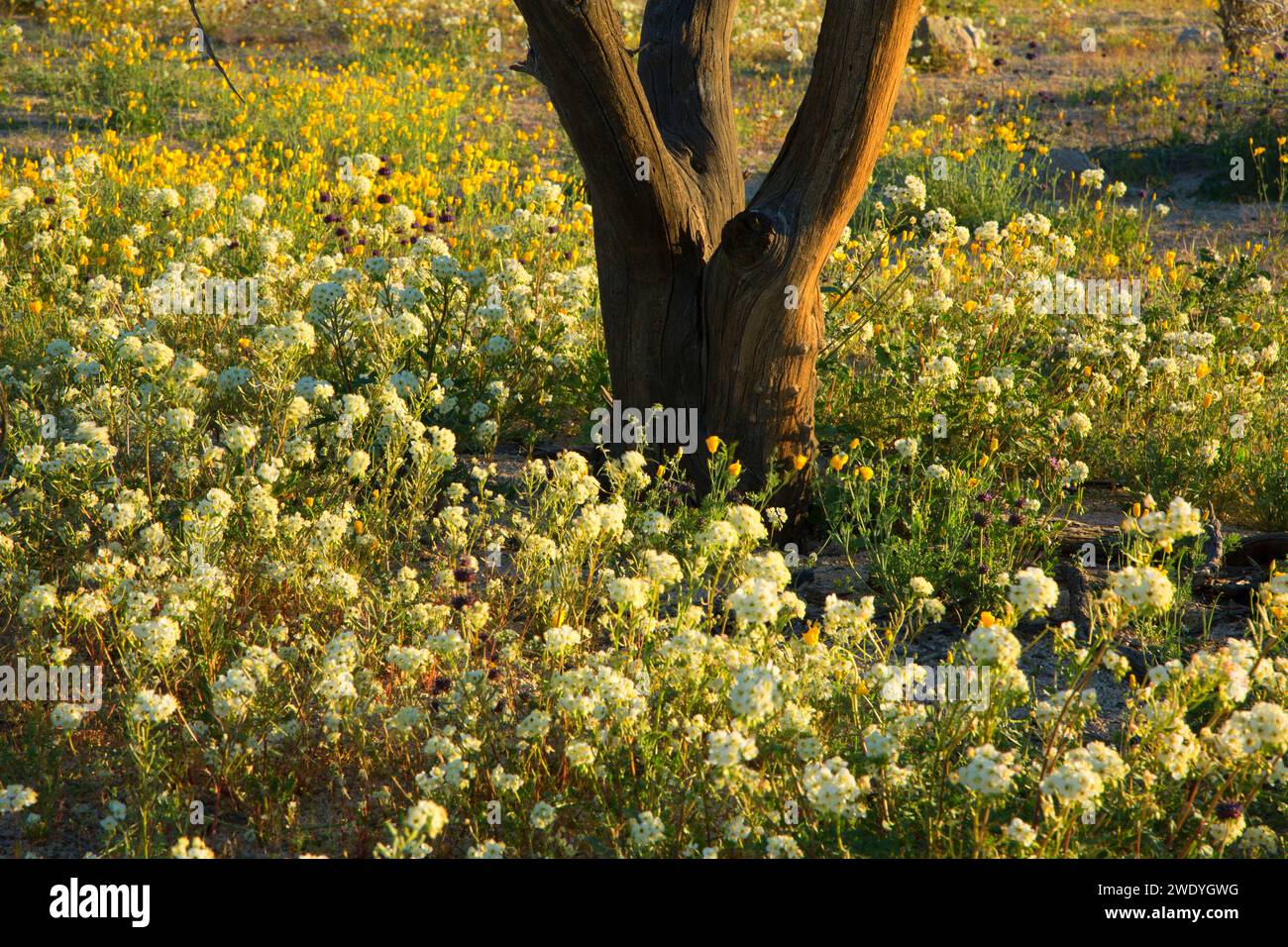 Browneyes (Chylismia claviformis) on Cottonwood Canyon Bajada, Joshua ...
