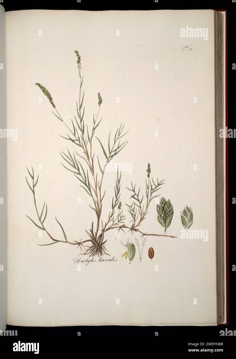 Aeluropus littoralis hi-res stock photography and images - Alamy