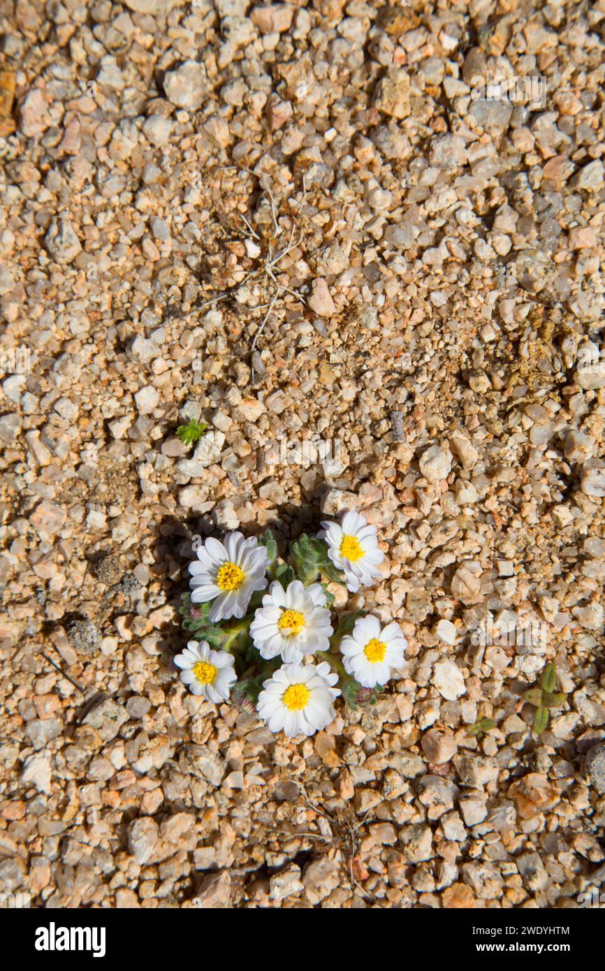 Desert star flowers hi-res stock photography and images - Alamy