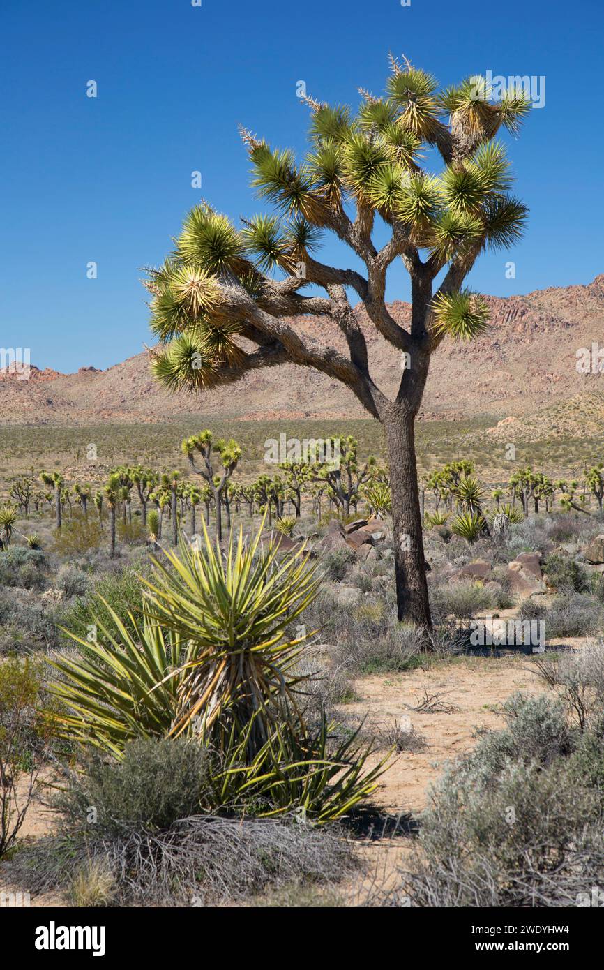 Joshua trees (Yucca brevifolia) with Mojave yucca (Yucca schidigera ...
