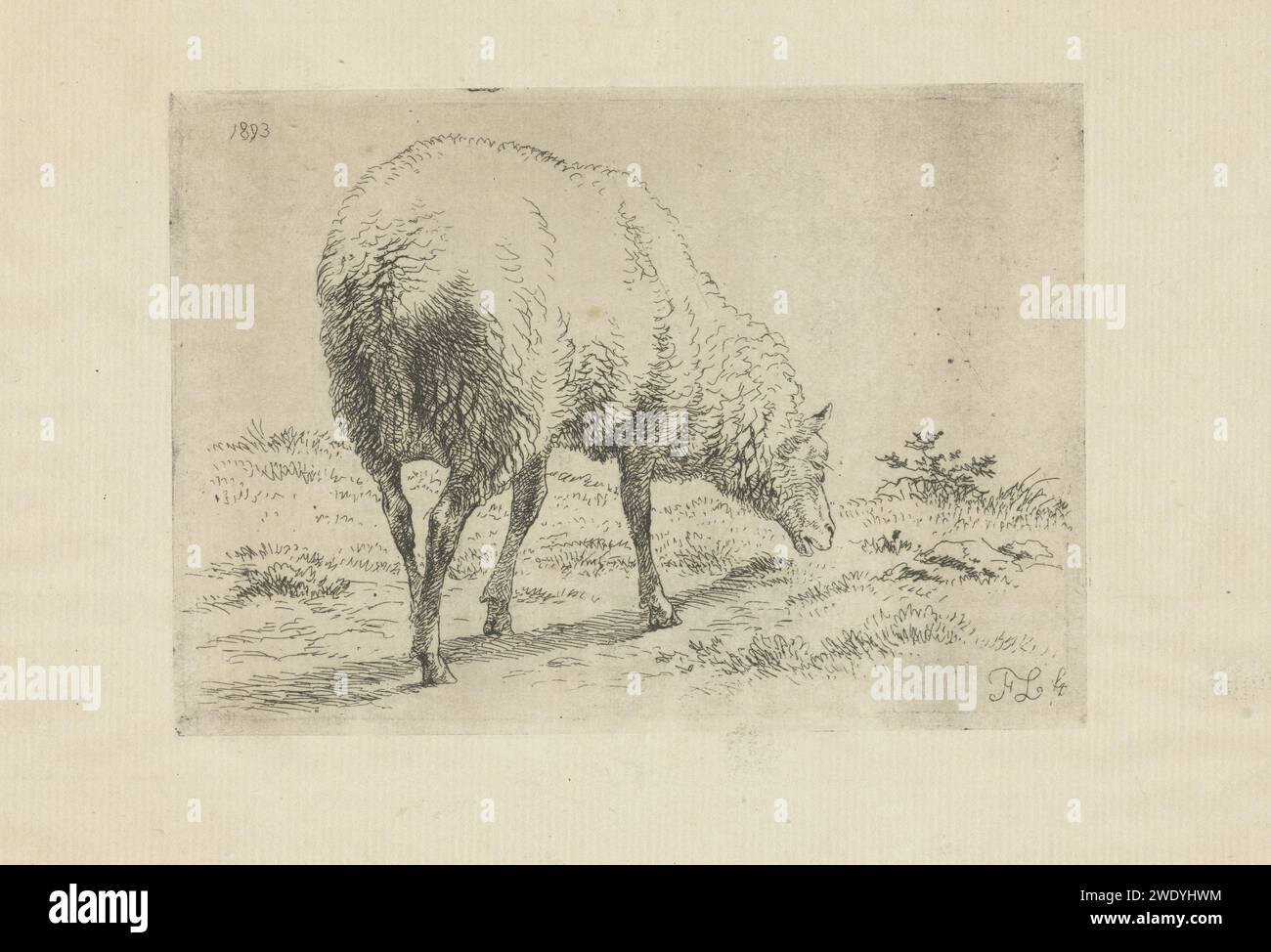 Grass Schaap, Frans LeBret, 1893 print Grass sheep, seeing diagonally ...