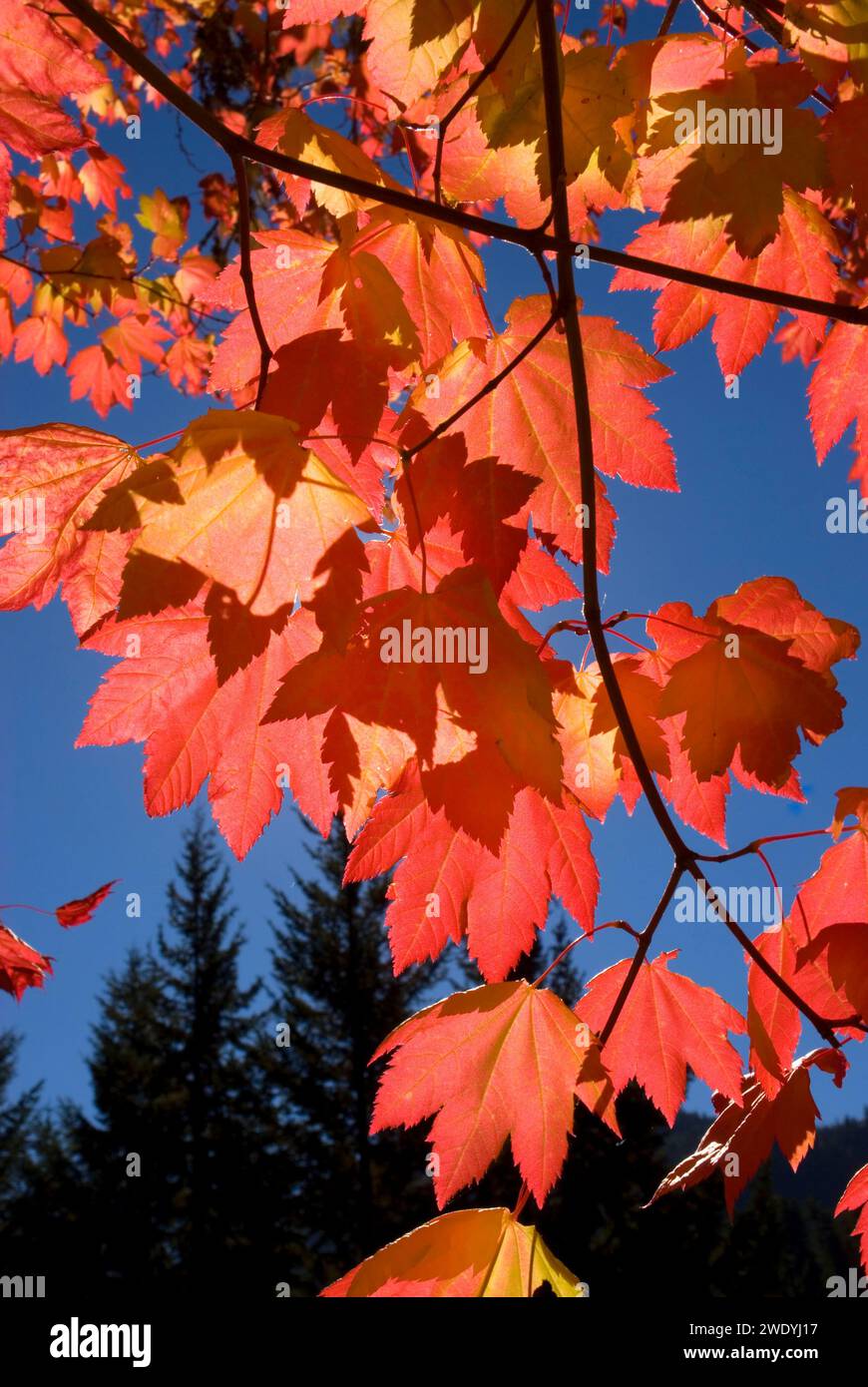 Red vine maple (Acer circinatum) leaves, Gifford Pinchot National ...