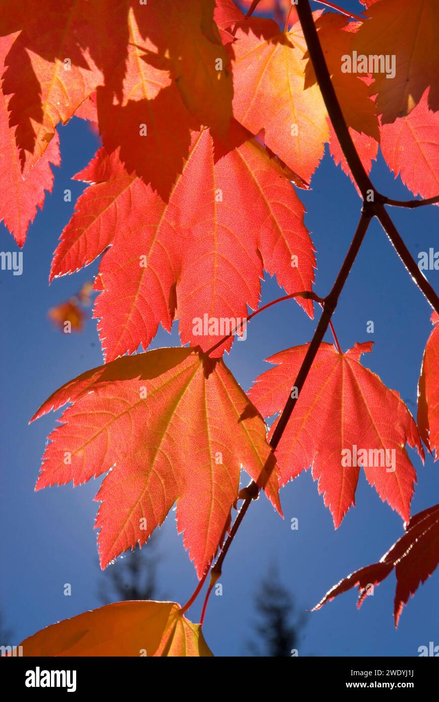Red vine maple (Acer circinatum) leaves, Gifford Pinchot National ...