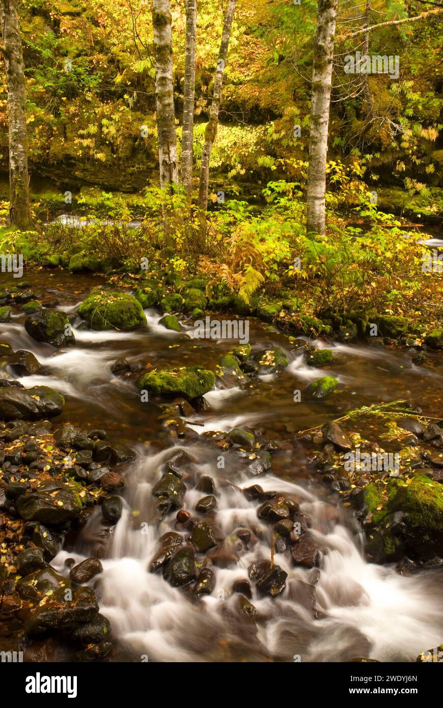 Lewis River at Twin Falls, Gifford Pinchot National Forest, Washington ...