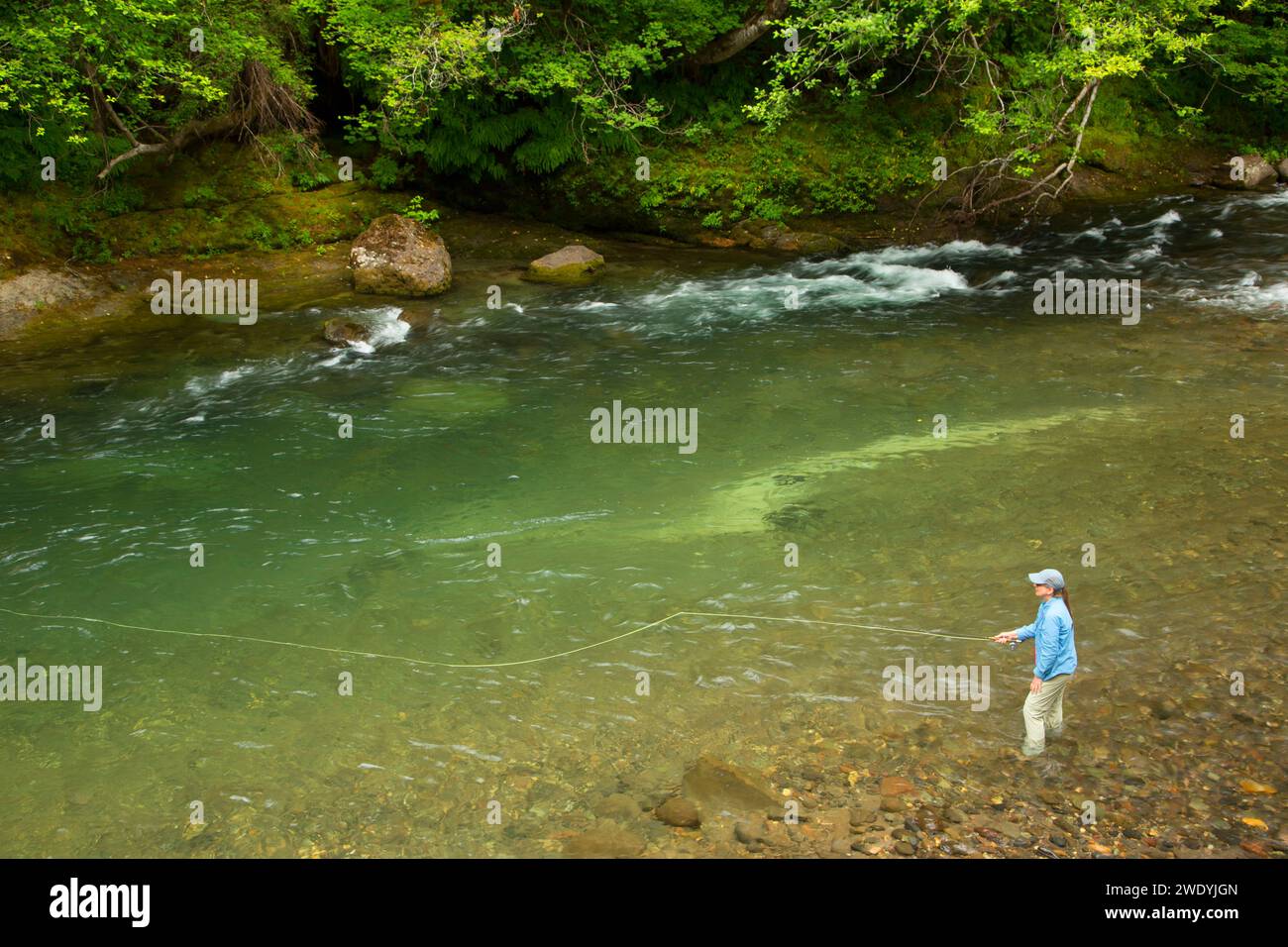 Fly fishing the Lewis River, Gifford Pinchot National Forest ...