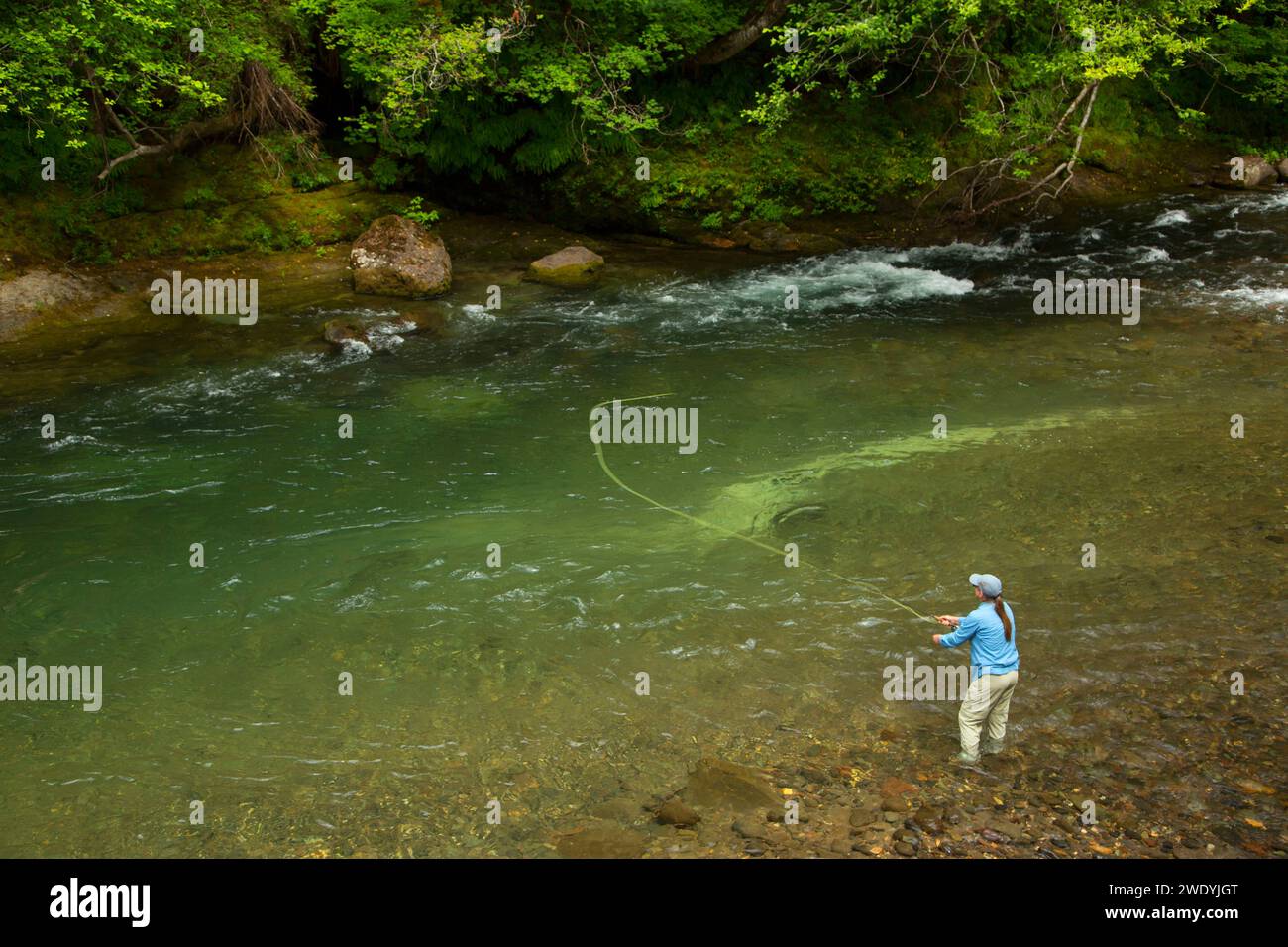 Fly fishing the Lewis River, Gifford Pinchot National Forest ...