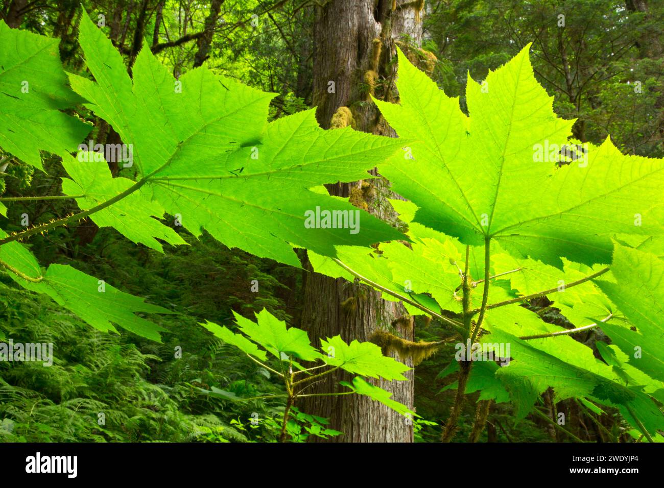 Devils club along the Lewis River Trail, Gifford Pinchot National ...