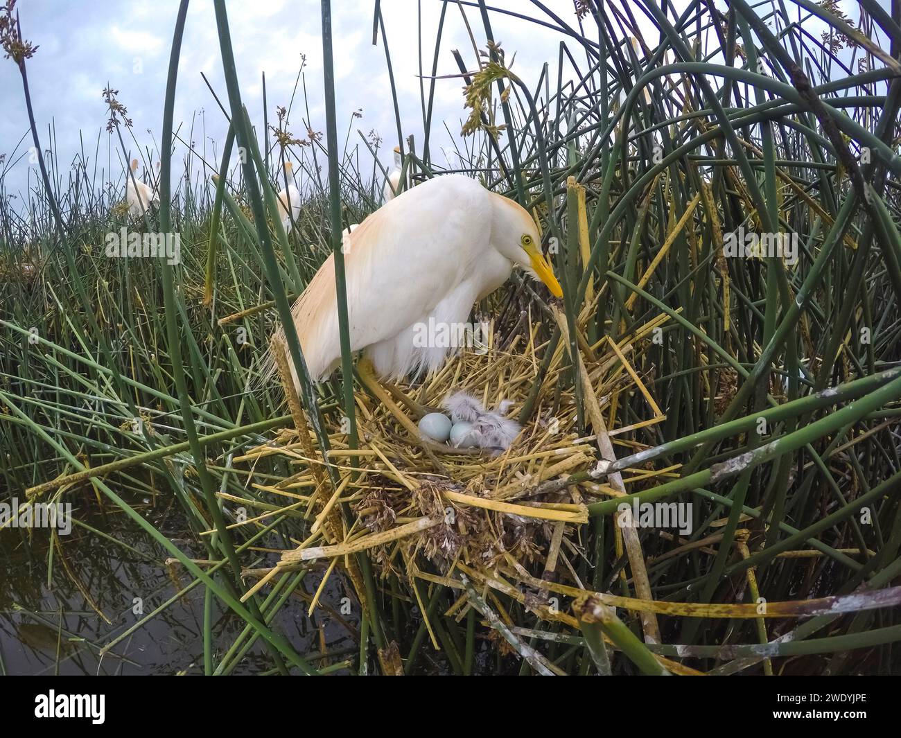 Cattle Egret, Bubulcus ibis, nesting, La Pampa Province, Patagonia ...