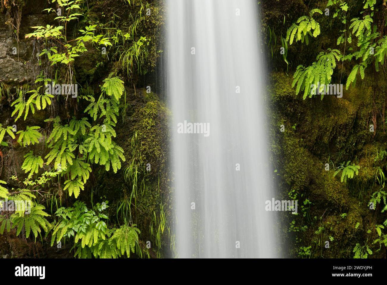 Falls on Copper Creek along the Lewis River Trail, Gifford Pinchot ...