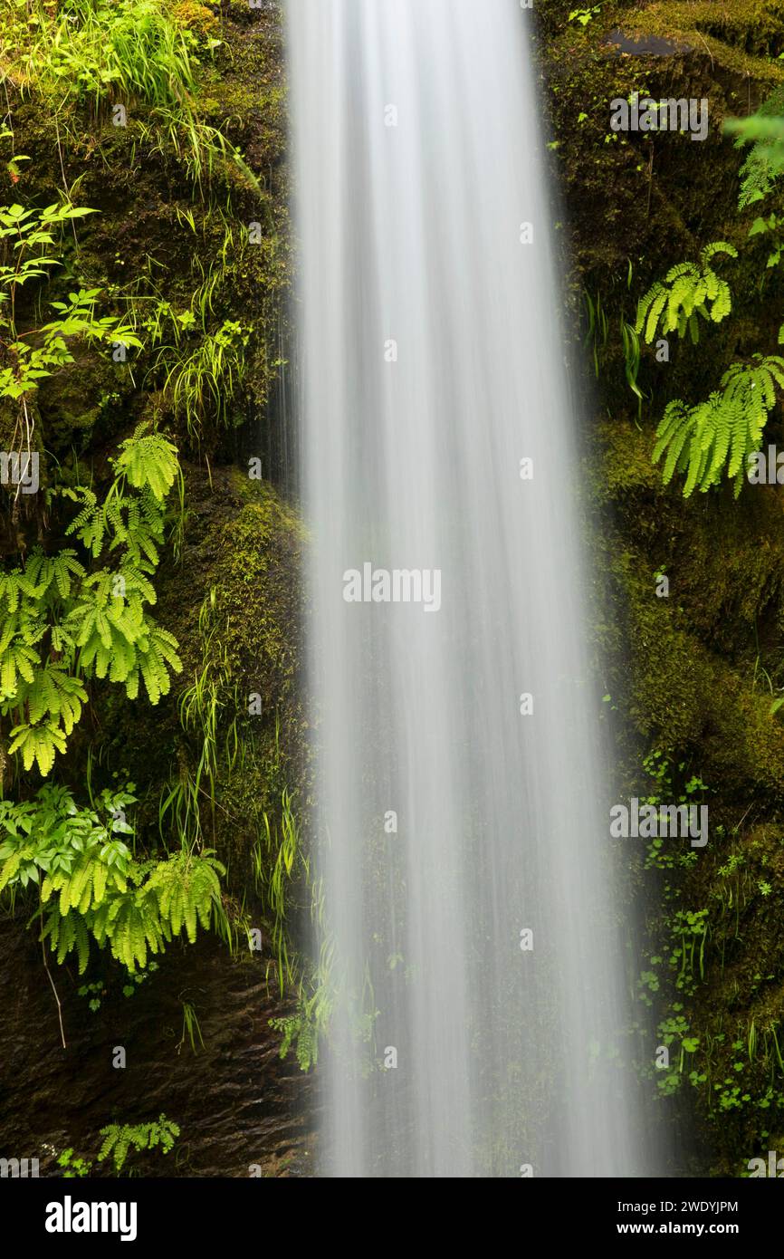 Falls on Copper Creek along the Lewis River Trail, Gifford Pinchot ...