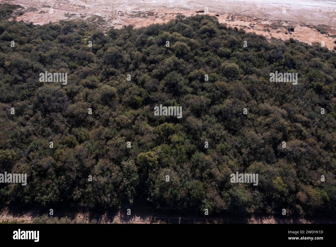 Pampas forest, Calden tree, Prosopis Caldenia, endemic species in La ...