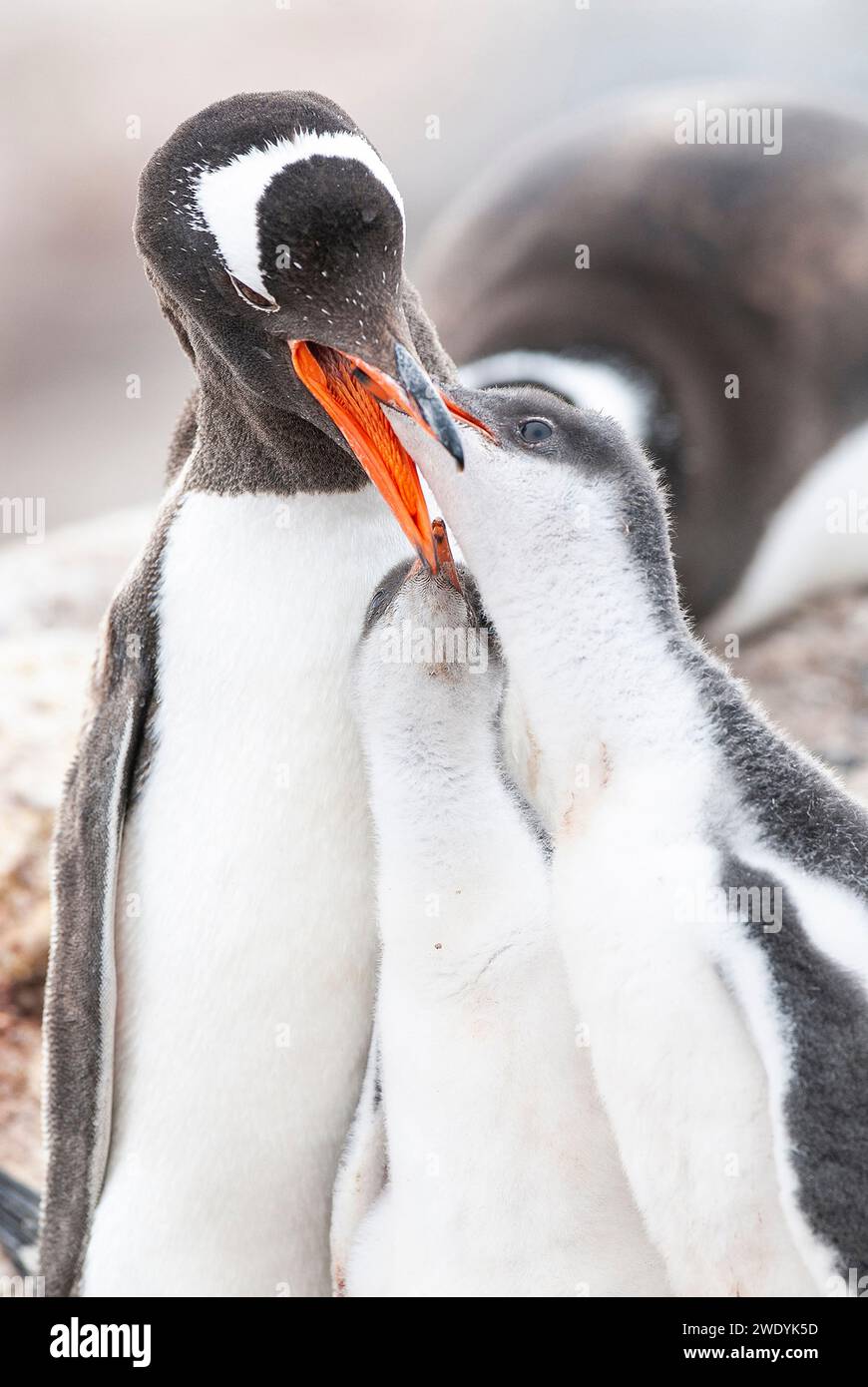 Gentoo Penguin on the beach,feeding his chick, Port Lockroy , Goudier ...