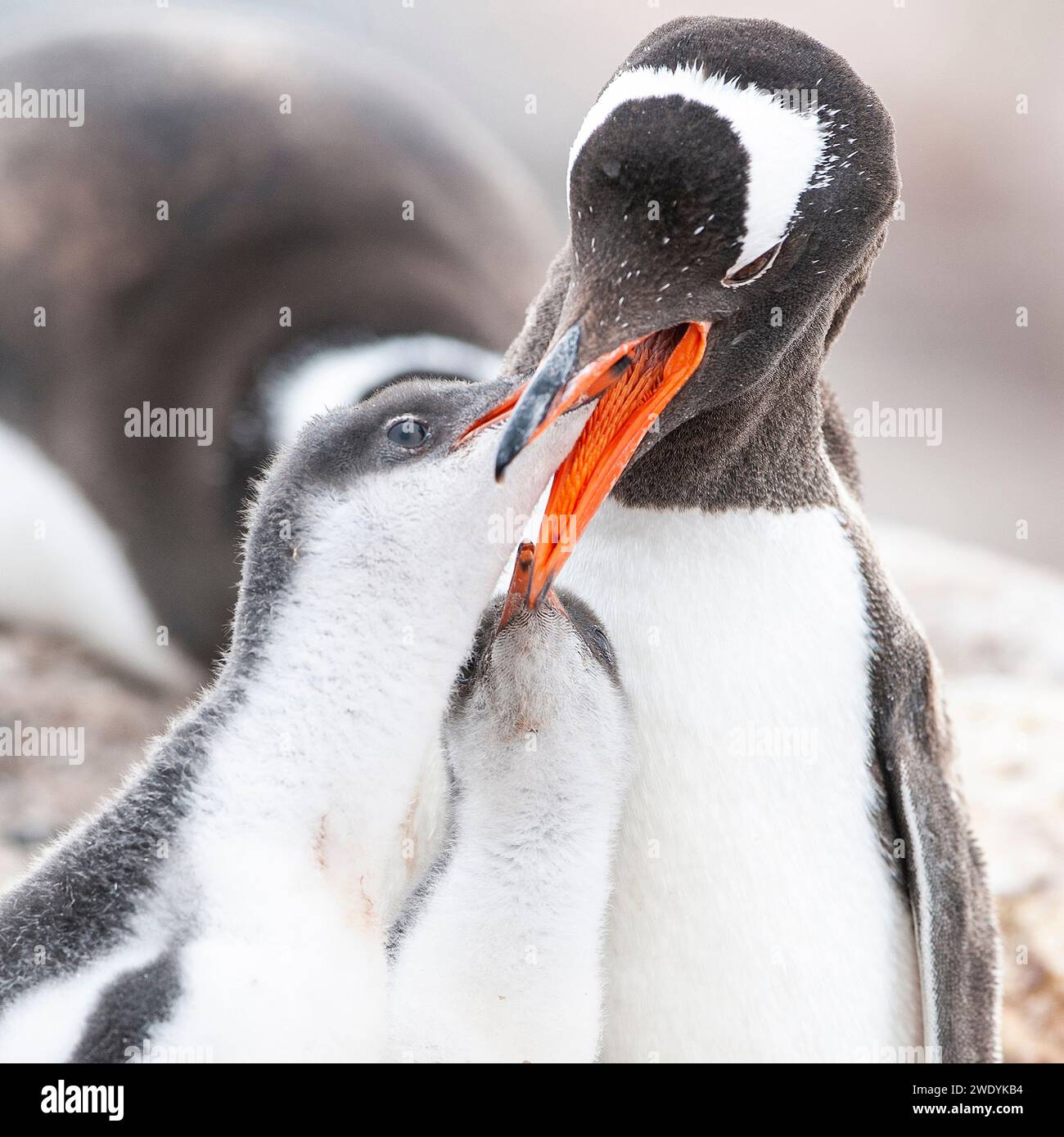Gentoo Penguin on the beach,feeding his chick, Port Lockroy , Goudier ...