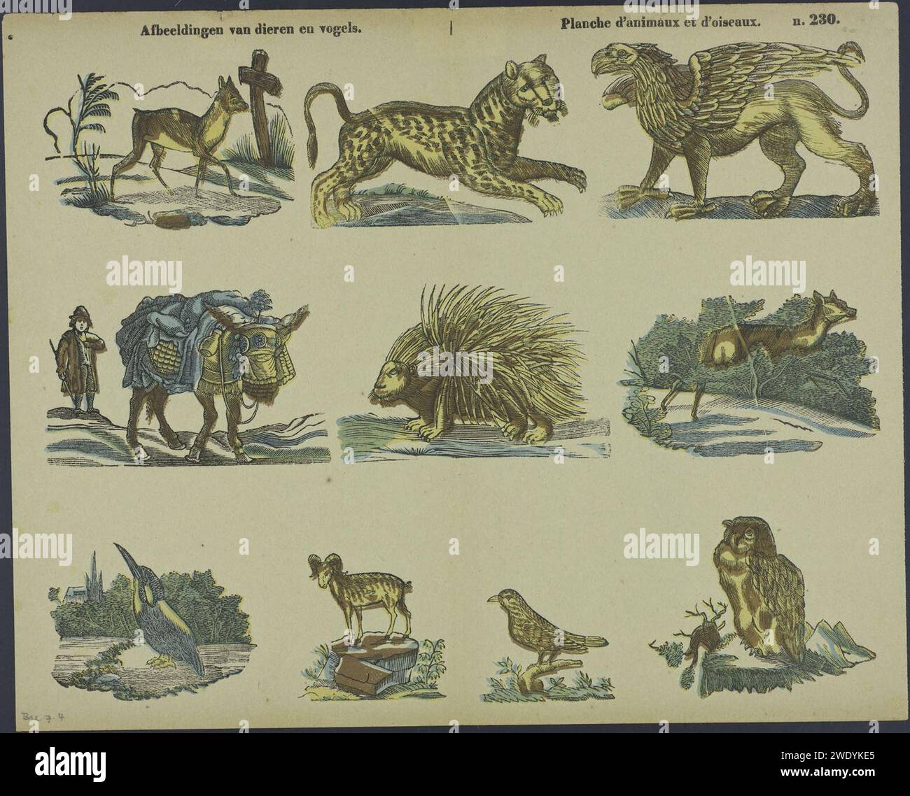 Afbeeldingen van dieren en vogels-Catchpenny print-Borms 0293 Stock ...