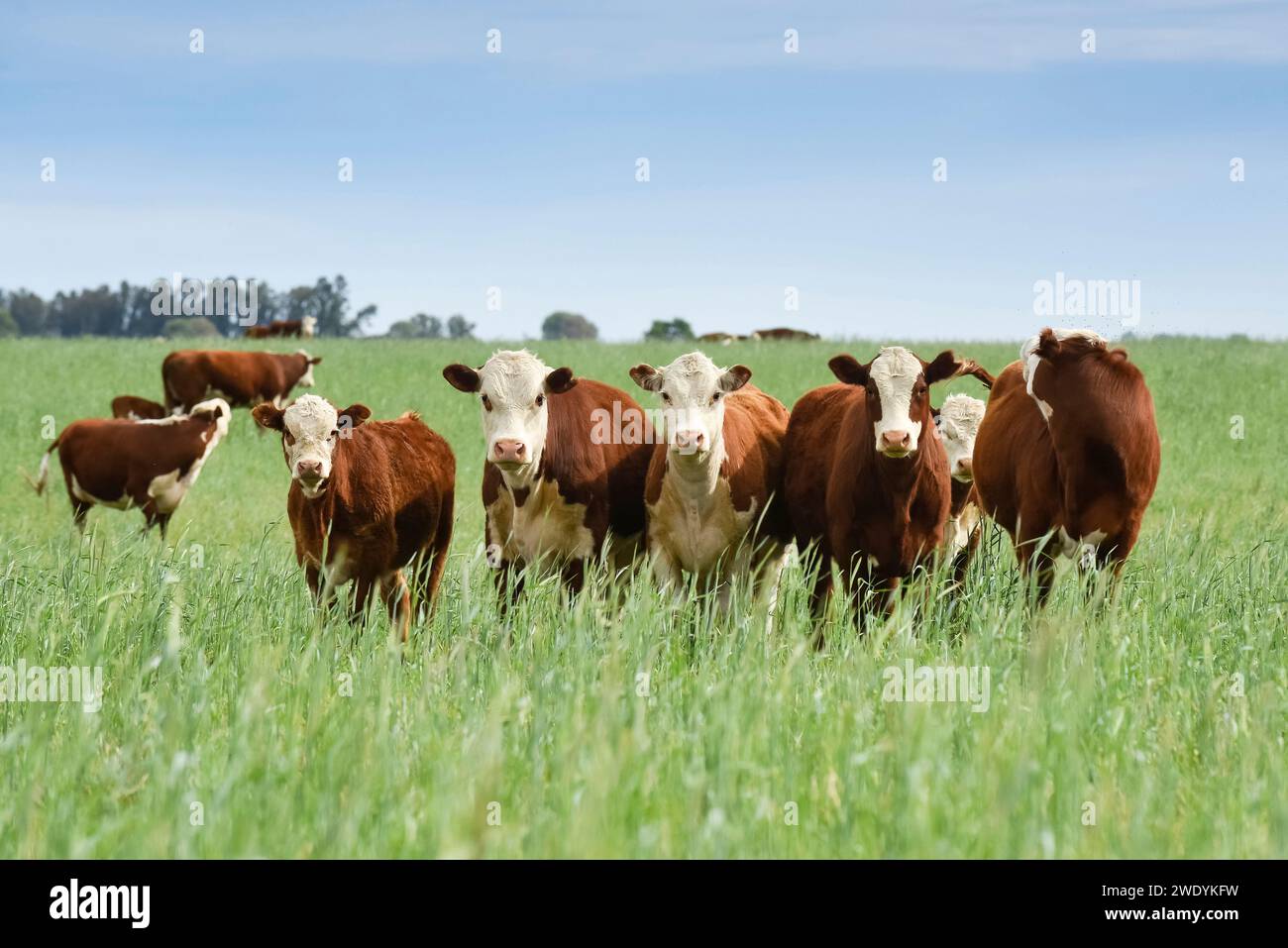 Cattle raising money hi-res stock photography and images - Alamy