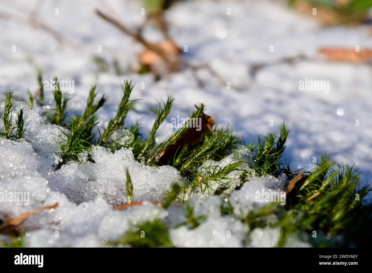 Snowy moss hi-res stock photography and images - Alamy