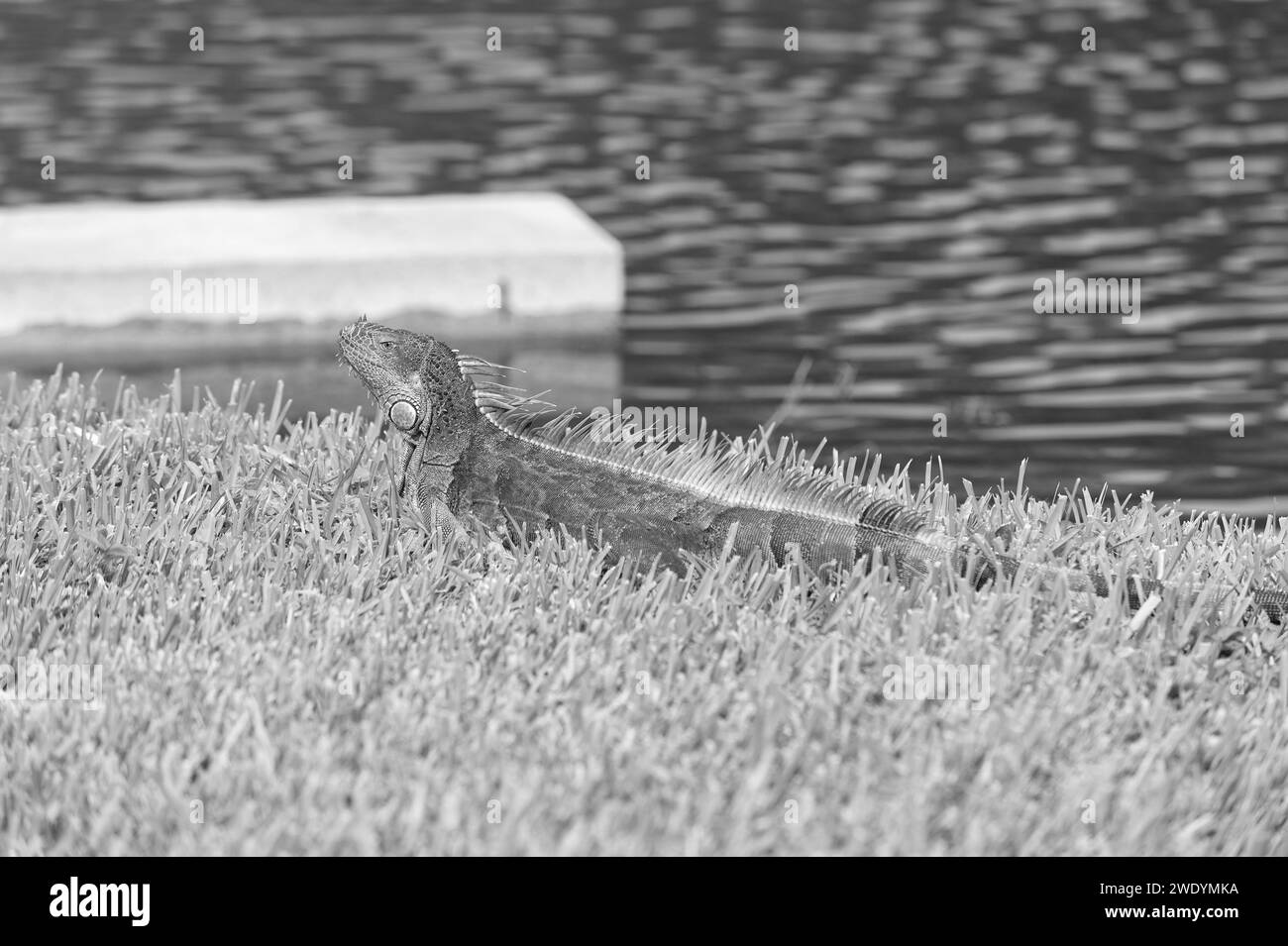 iguana lizard in wildlife. iguana lizard outdoor. photo of iguana ...