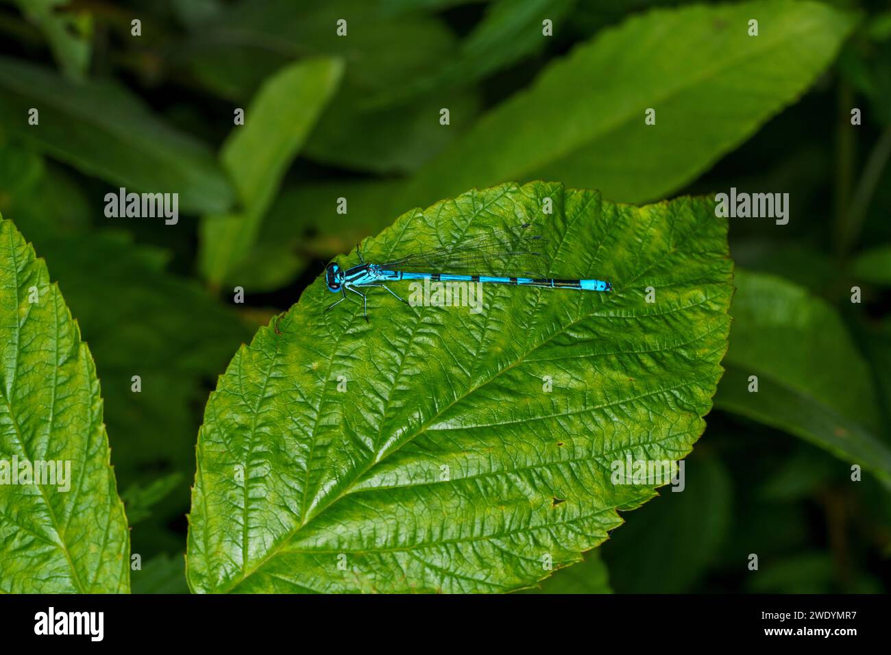Coenagrion puella Family Coenagrionidae Genus Coenagrion Azure ...