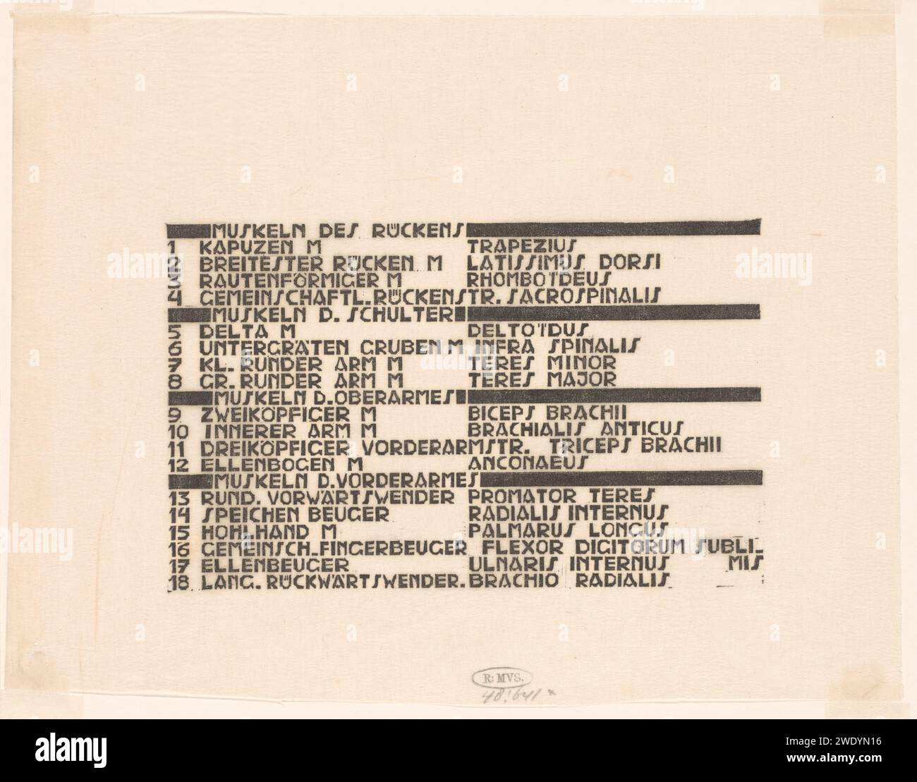 List of back muscles in German and Latin, Reijer Stolk, 1906 - 1945 ...